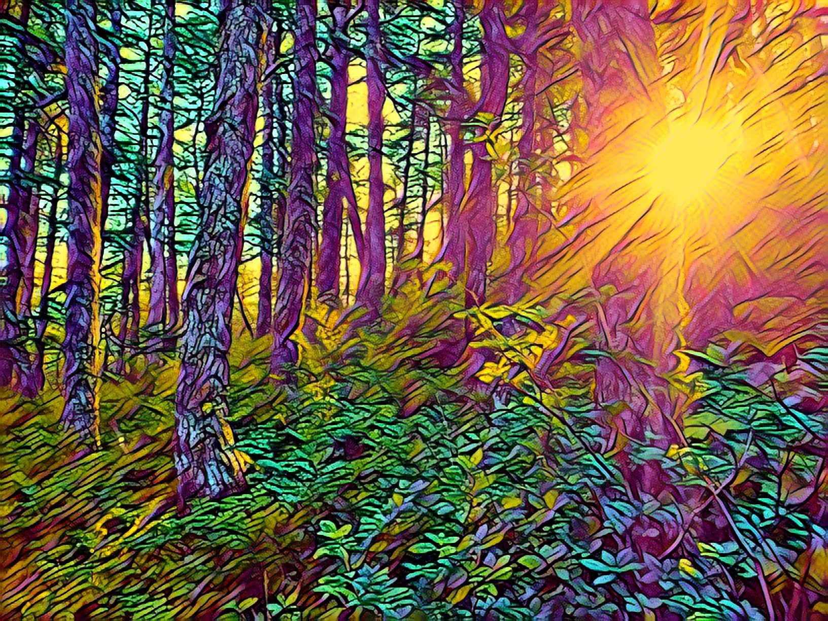 Sunlit Forest – All Things Pretty Alaska